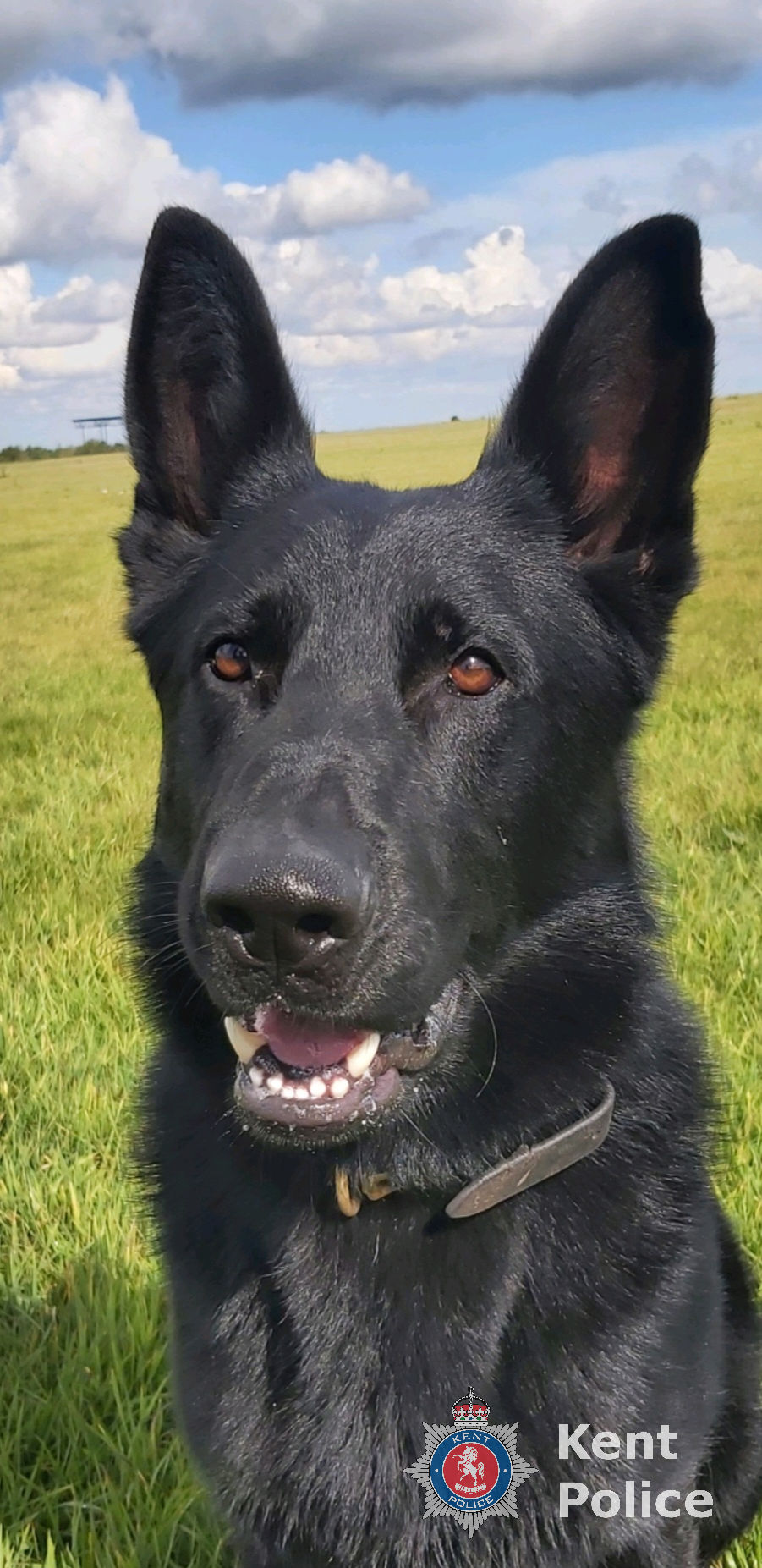 Police dog assists in arrest of suspected drink driver in Swale | Kent ...